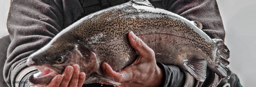 Mouches de pêche "De plumes et d'acier", fabrication française - De ...